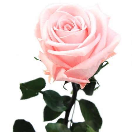 Flores preservadas – Flores Coclico